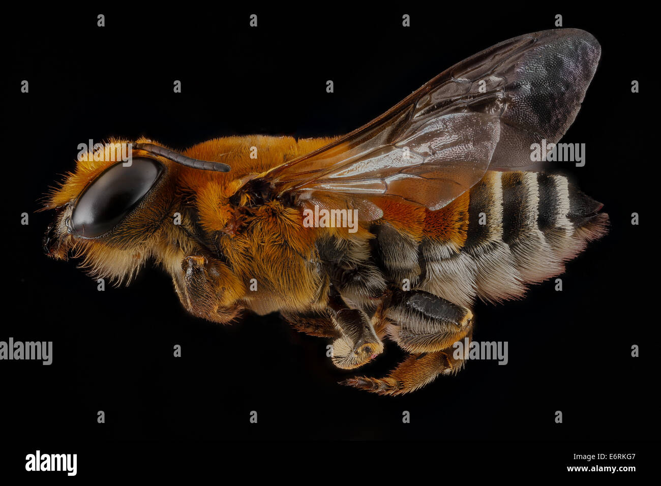 Megachile lanata, a female leaf-cutting bee from Guantanamo Bay, Cuba ...