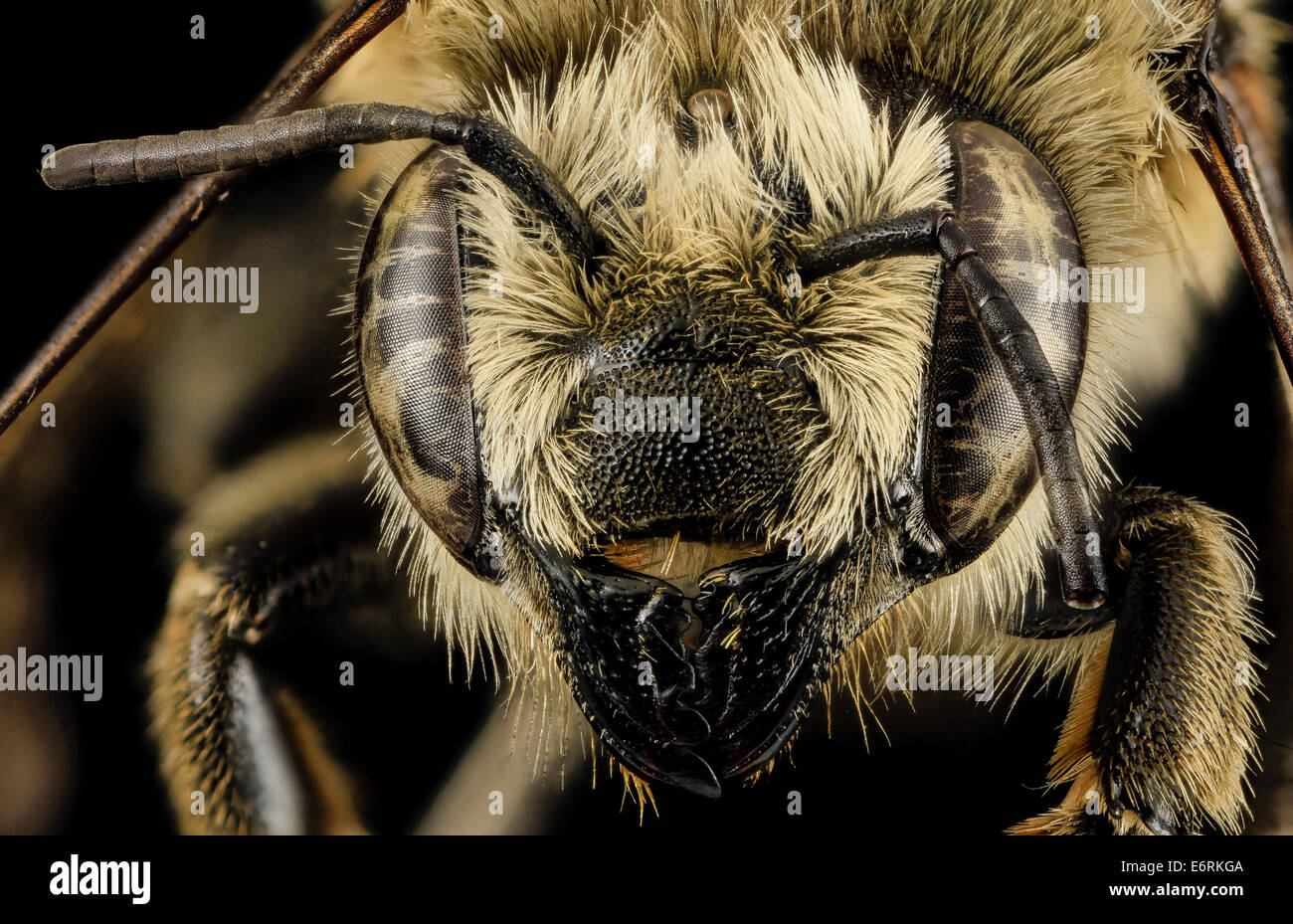 *Megachile latimanus*, one of the largest Megachilids in Michigan ...
