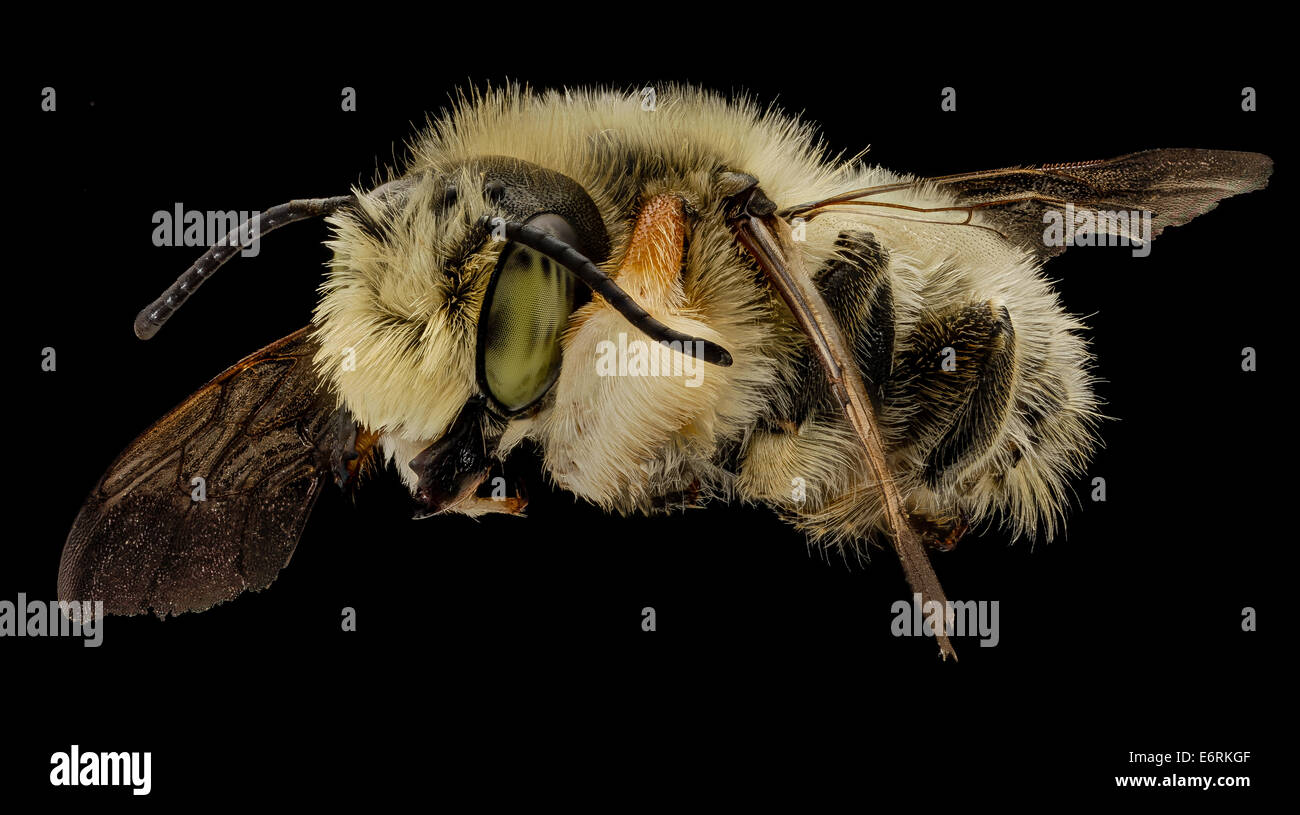 This image depicts a male Megachile latimanus bee, showing its unique ...