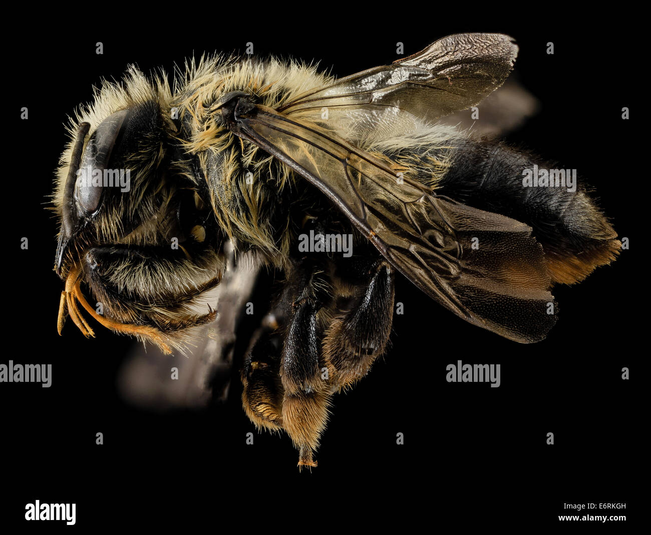 The female Megachile melanophaea, a species of bee from Pictured Rocks ...