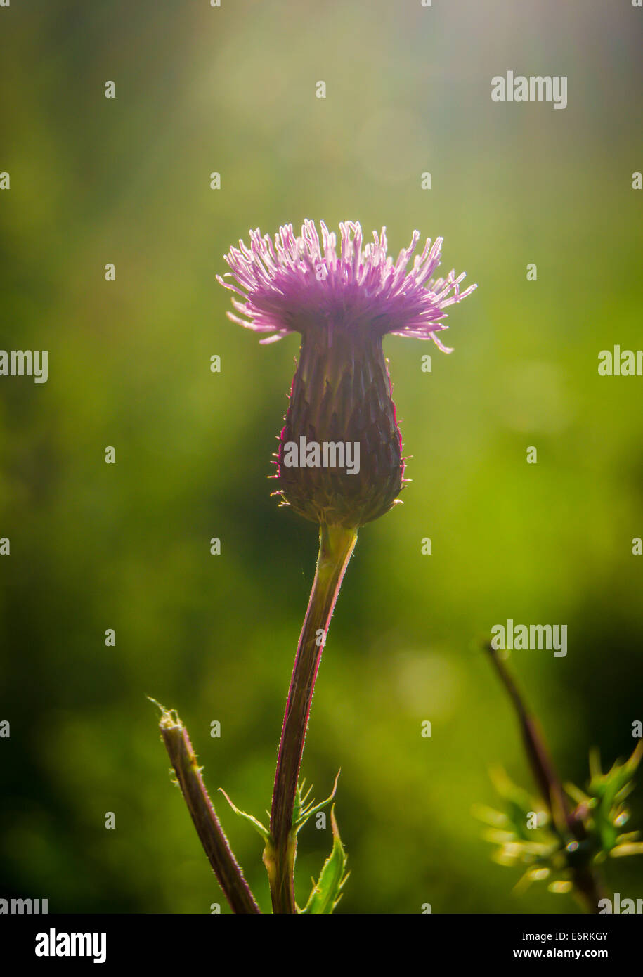 Prickly plant bright purple hi-res stock photography and images - Alamy