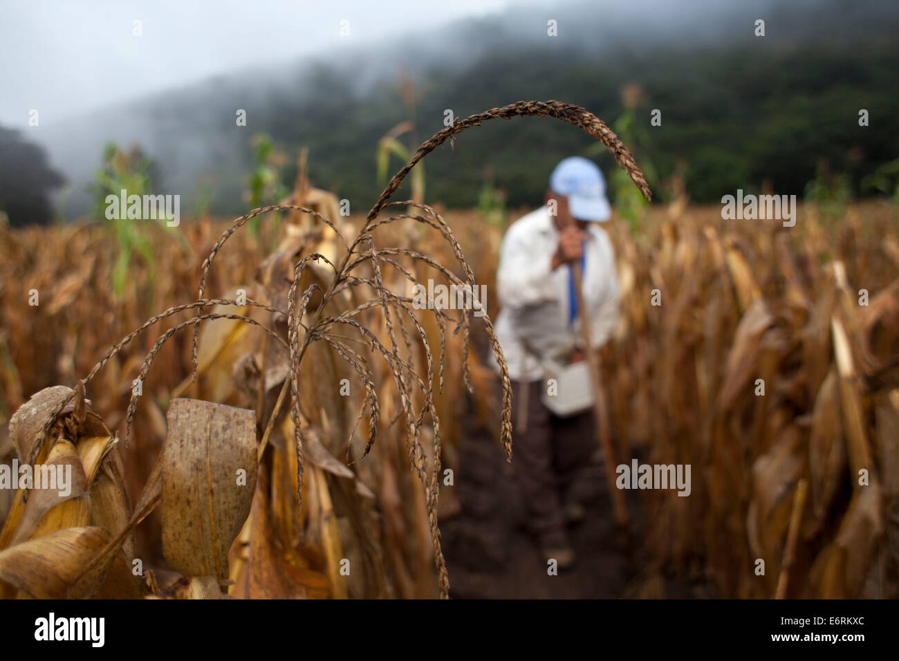 Corn farming guatemala hi-res stock photography and images - Alamy