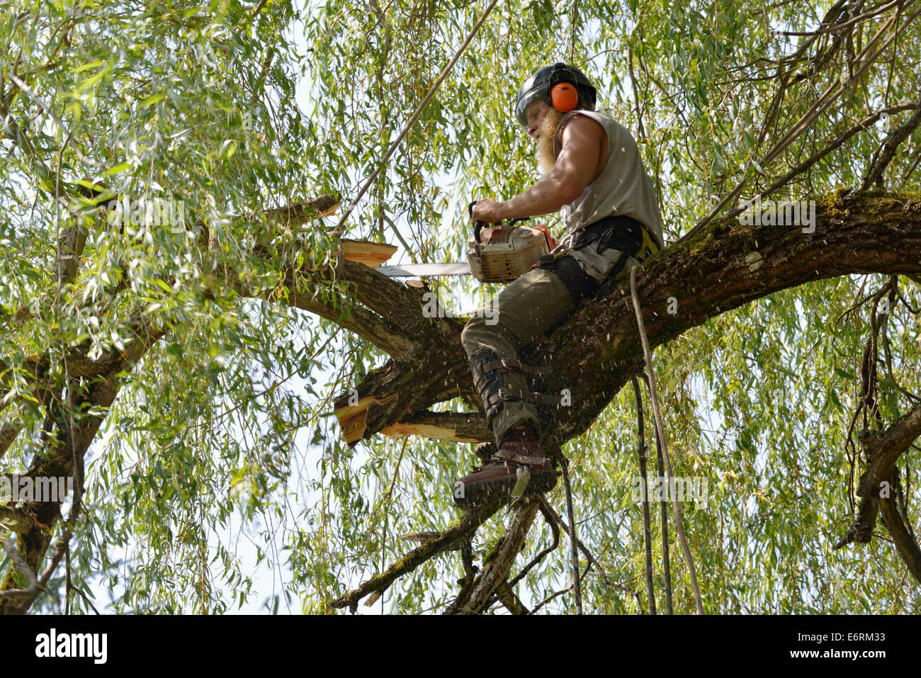 Oregon tree face hi-res stock photography and images - Alamy
