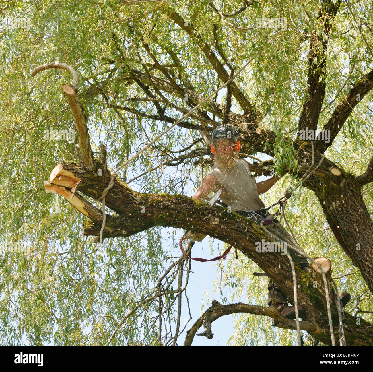 Trimming wood hi-res stock photography and images - Alamy