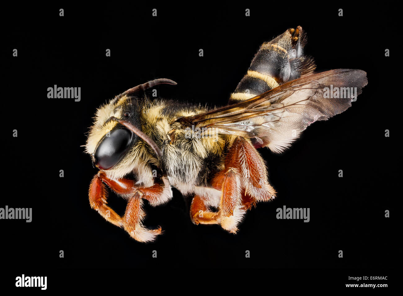 The Megachile poeyi is a common Caribbean leaf-cutting bee. This female ...