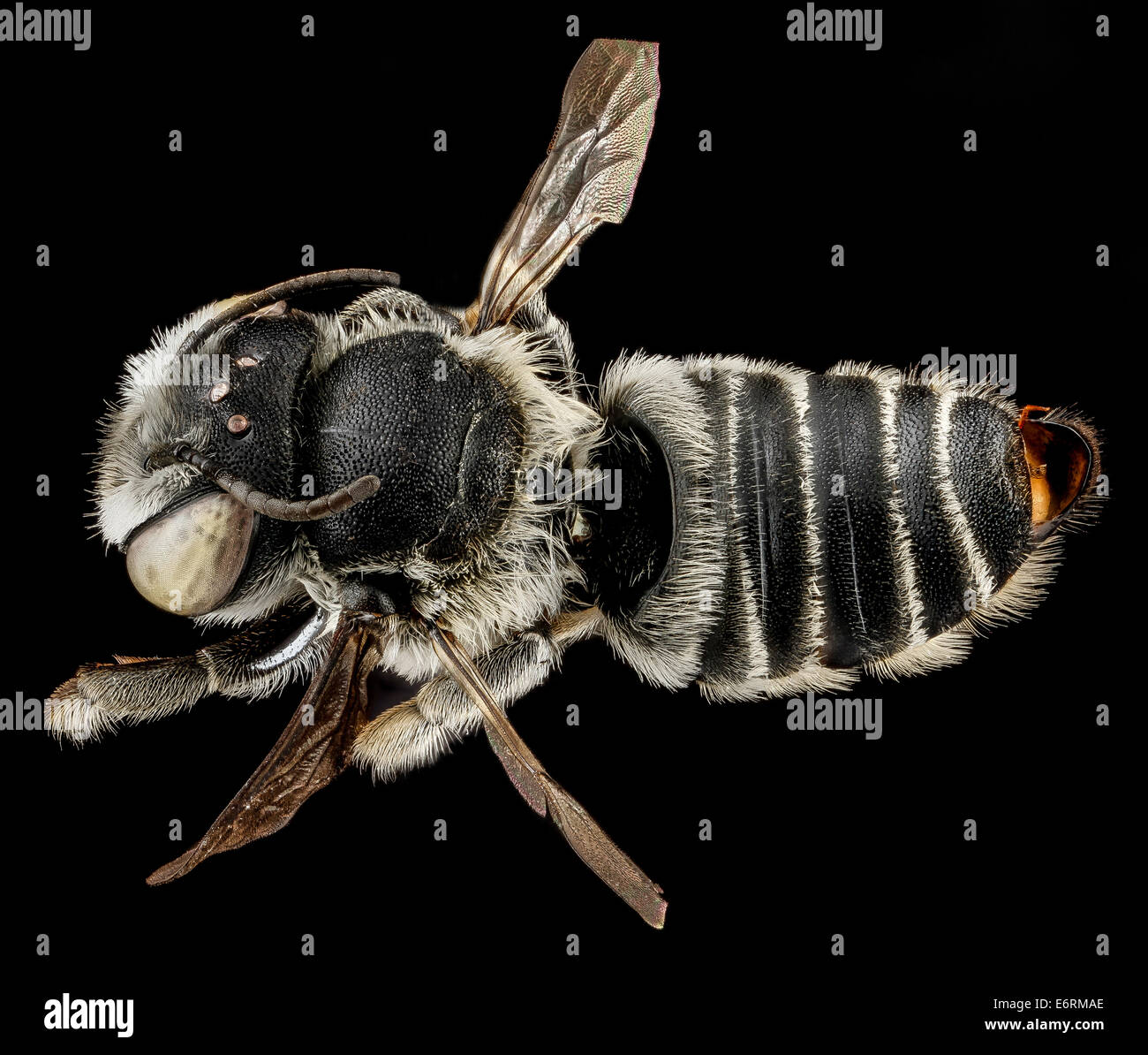 Megachile anthophila hi-res stock photography and images - Alamy