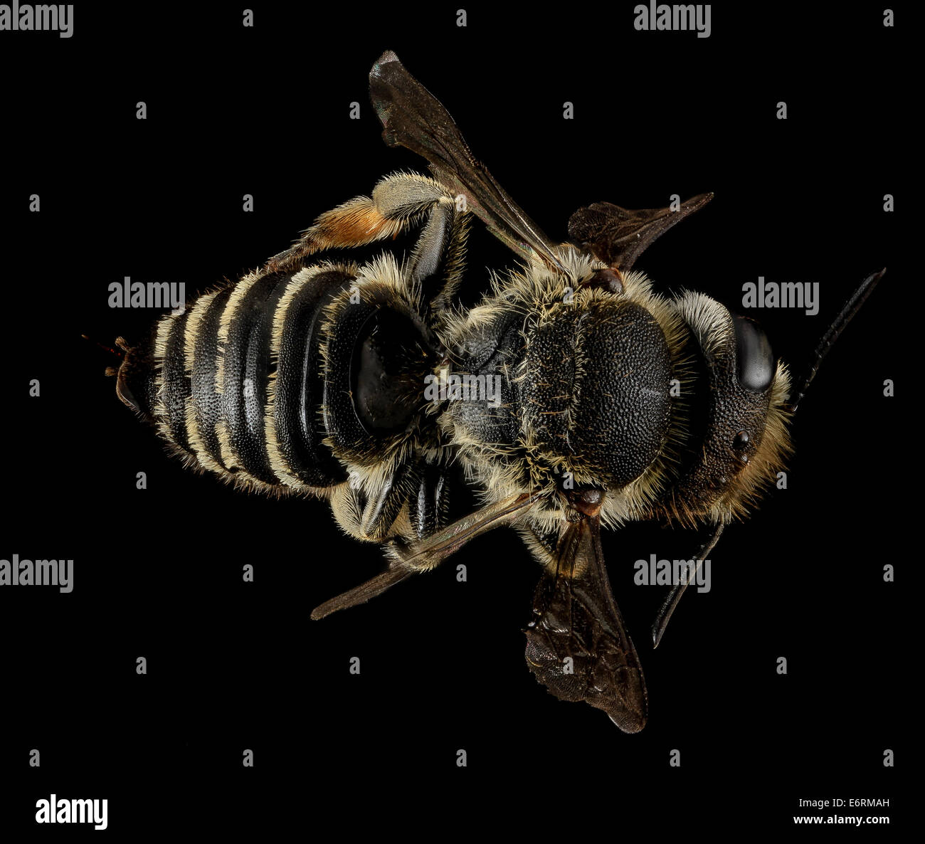 Megachile rotundata, commonly known as the alfalfa leafcutter bee, is ...