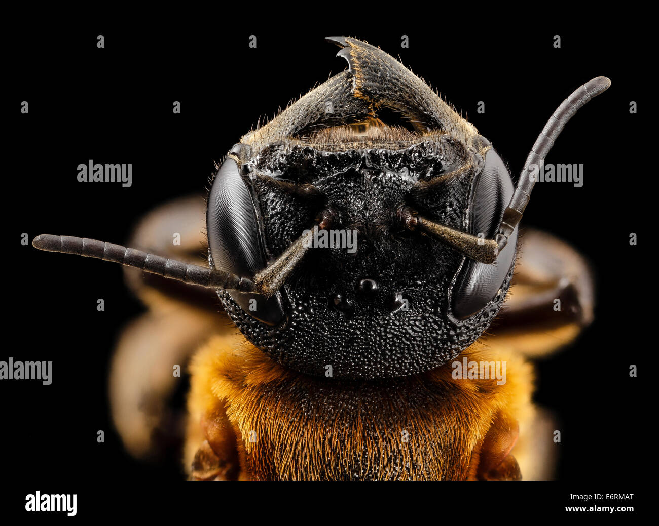 Invasive arthropods insects hi-res stock photography and images - Alamy