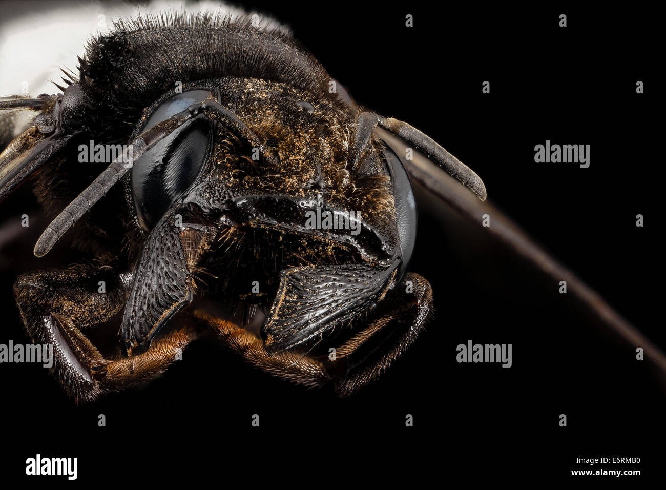 A female Megachile species was photographed in Kenya, displaying its ...
