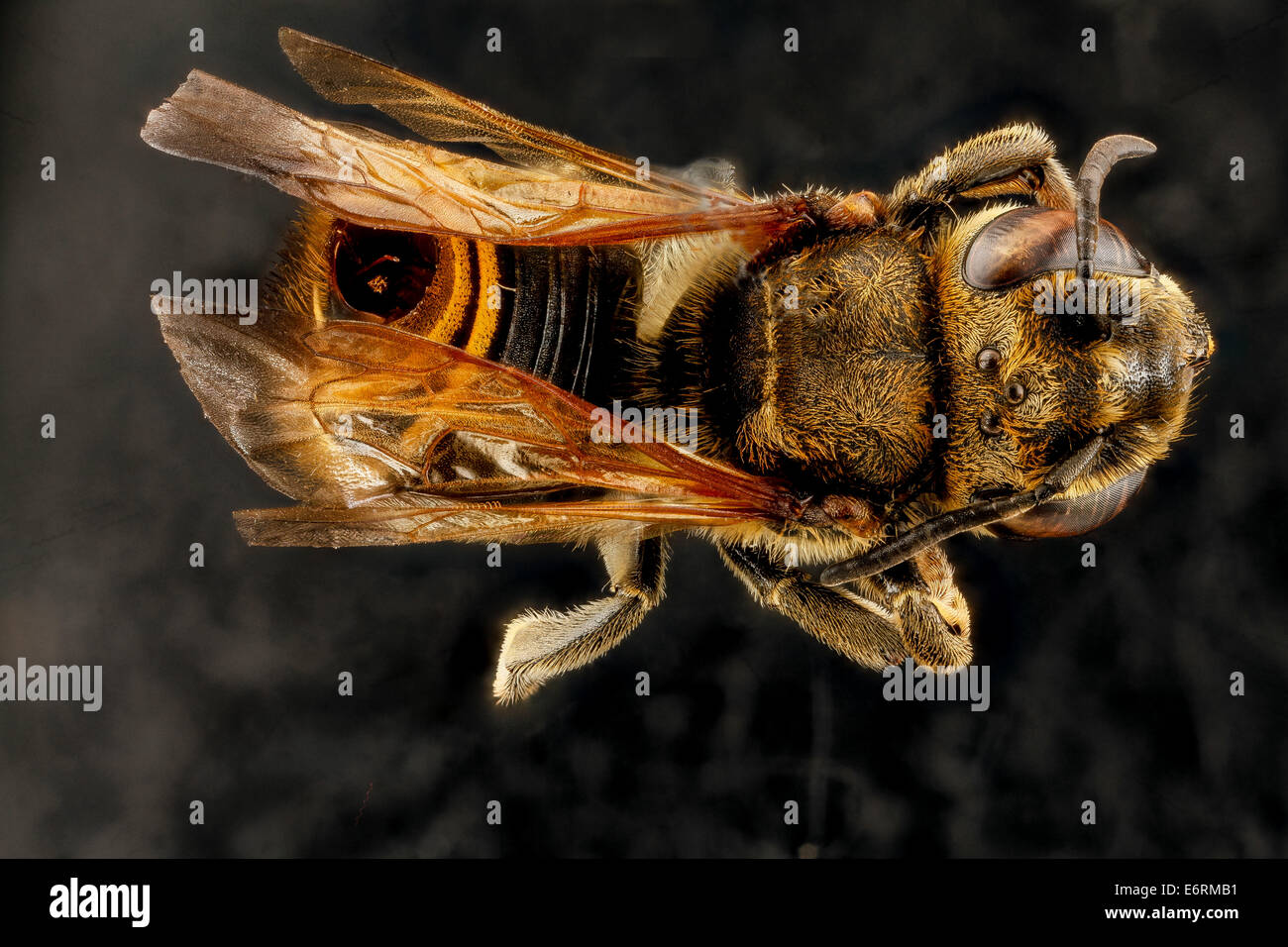 A female Megachile species from the Dominican Republic was photographed ...