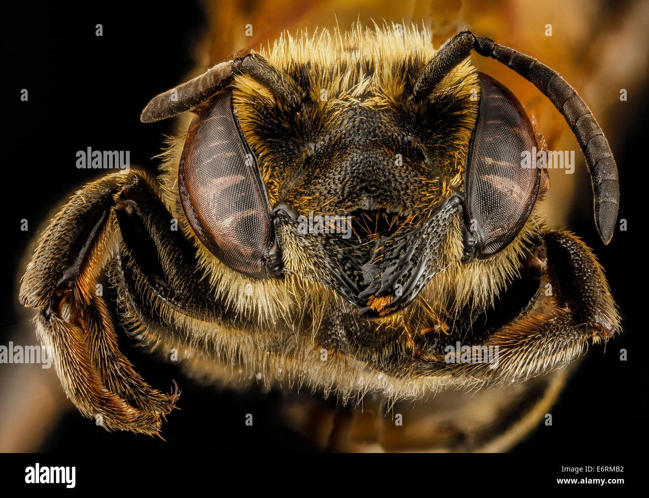 Labrum insect hi-res stock photography and images - Alamy