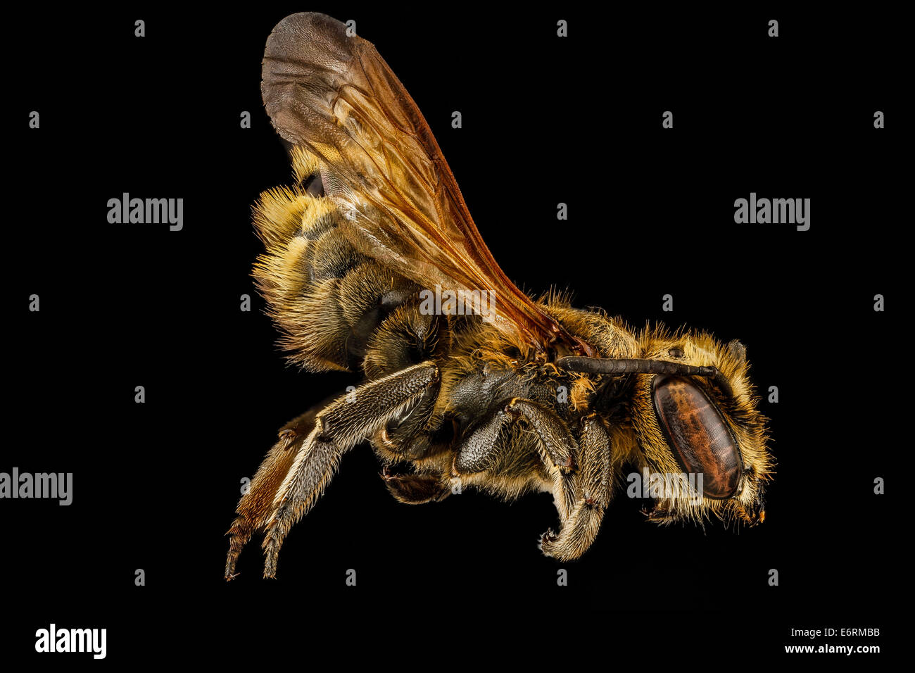 Female megachile leafcutter bee hi-res stock photography and images - Alamy