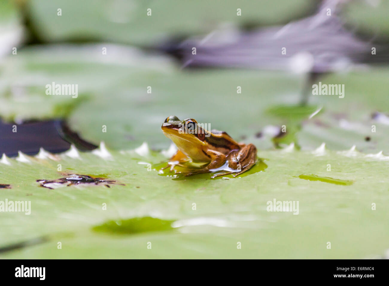 Common green frog (Hylarana erythraea) also known as green paddy frog ...