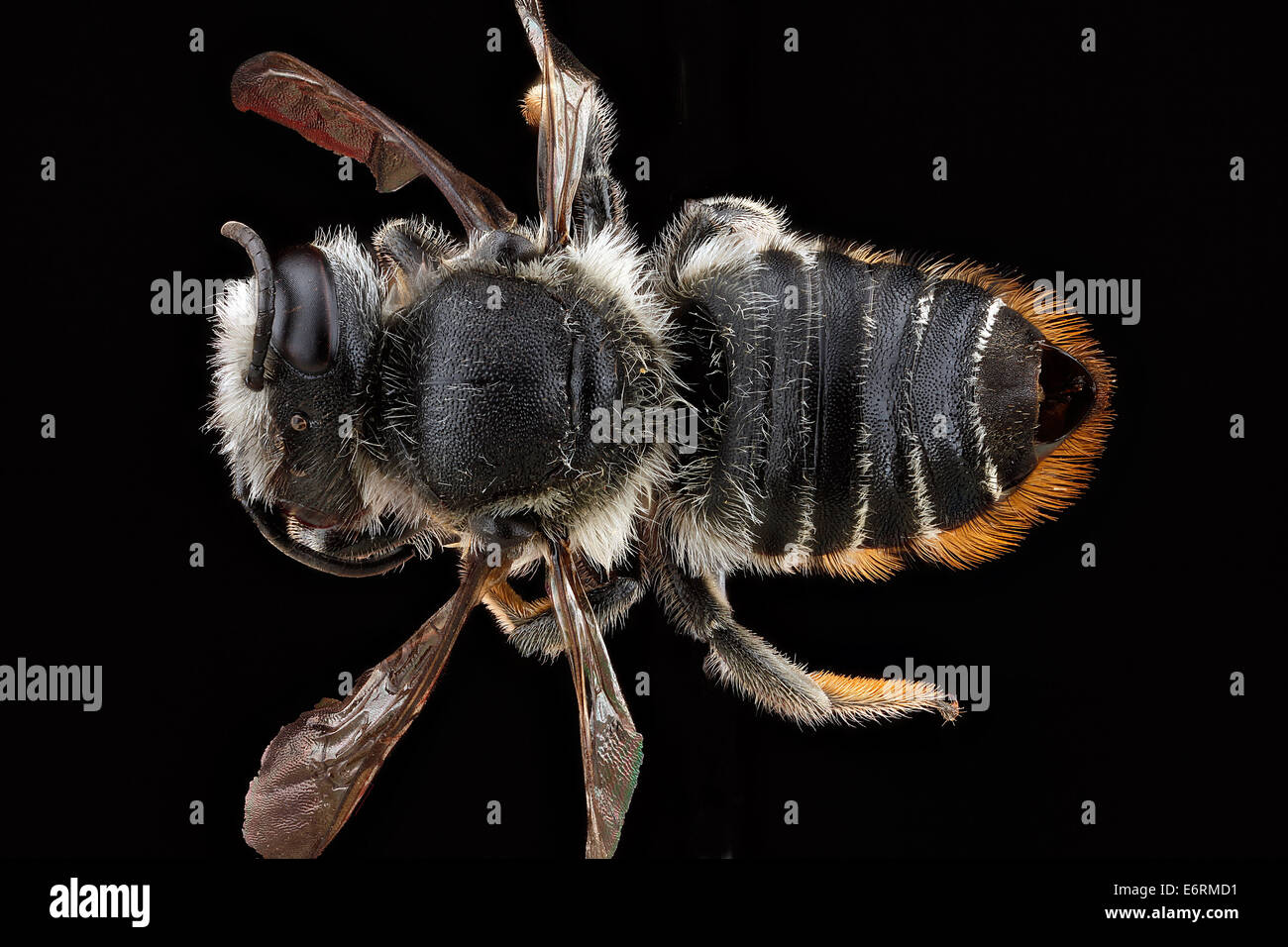 This image shows a close-up of a Megachile mendica, a species of ...