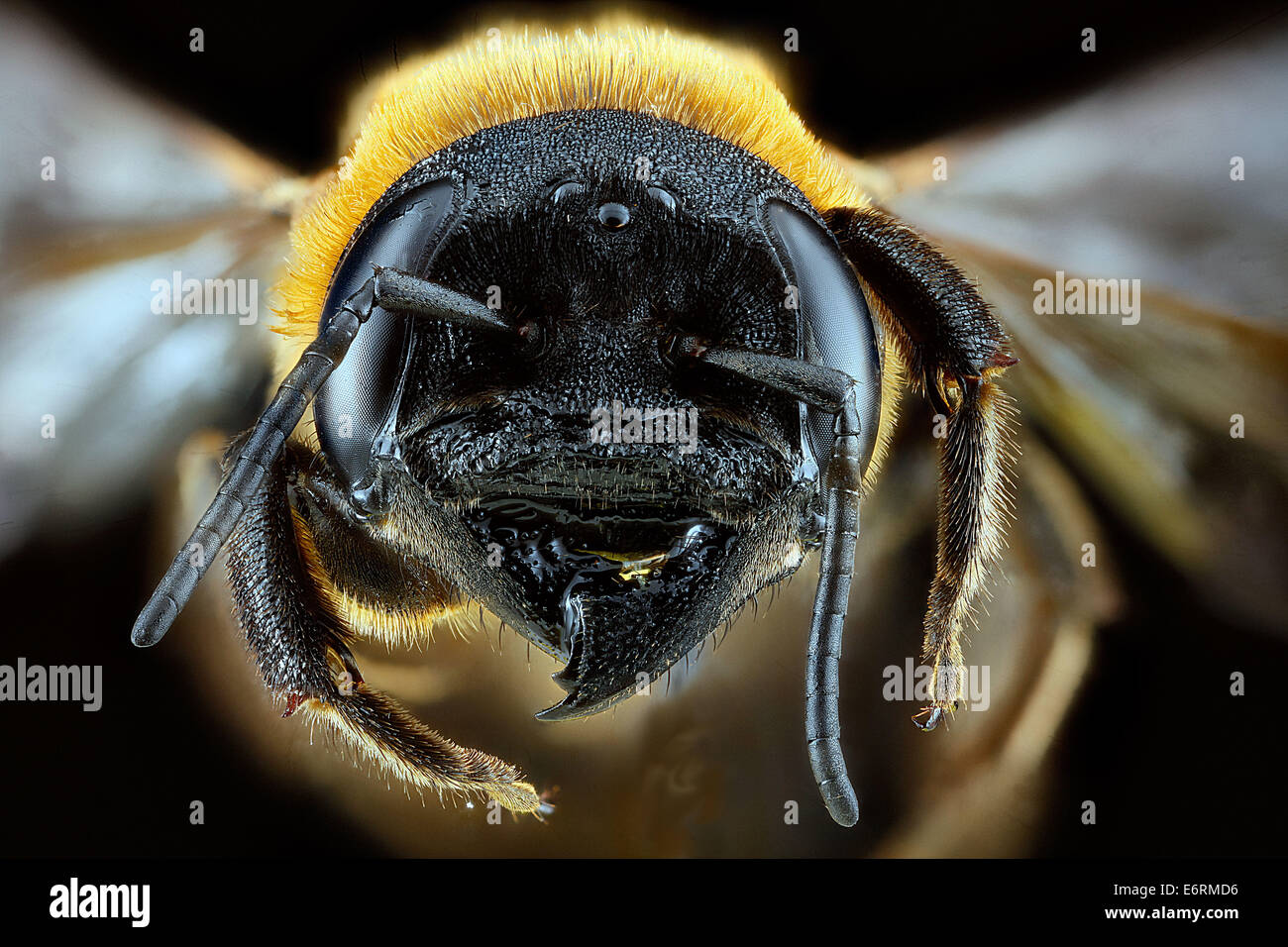 Megachile sculpturalis, a female bee, captured in a close-up face ...