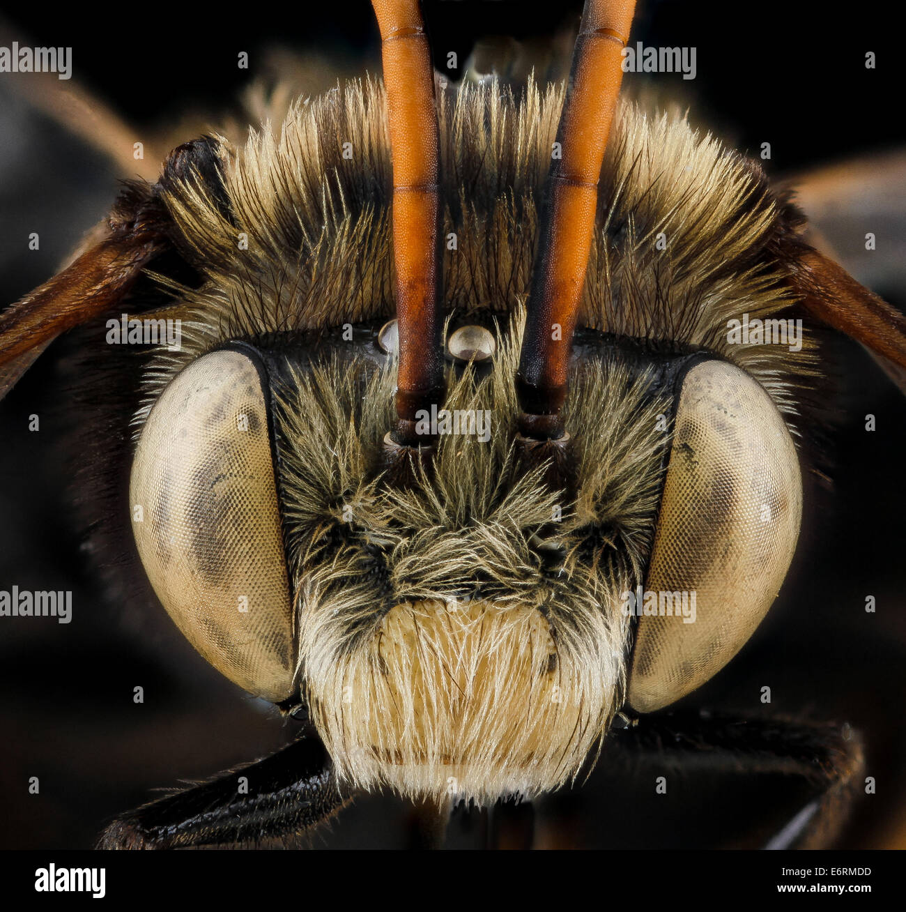 A close-up of the male Melissodes bimaculata bee from Miami-Dade County ...