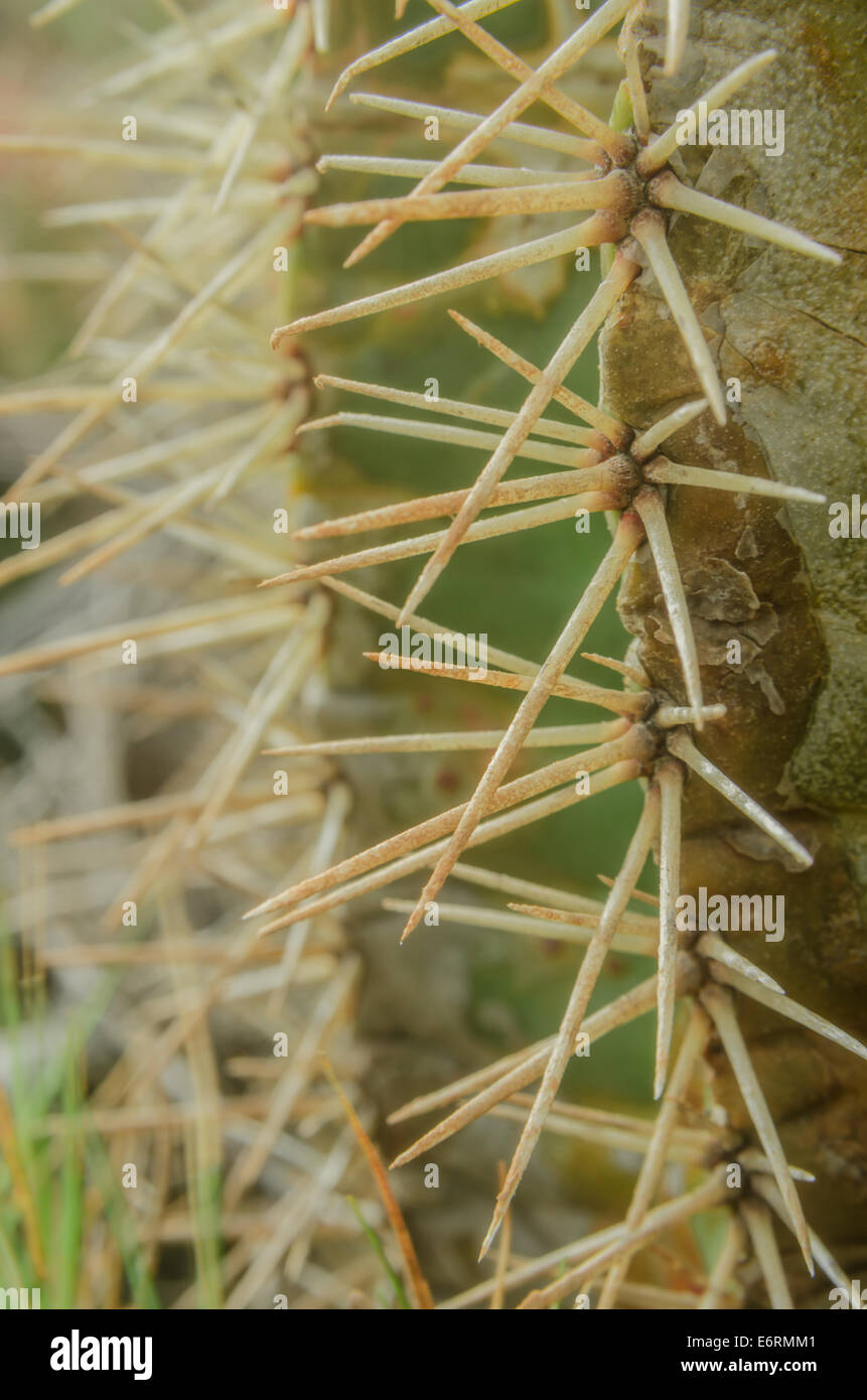 A close up view of the sharp thorns that protect cacti Stock Photo - Alamy