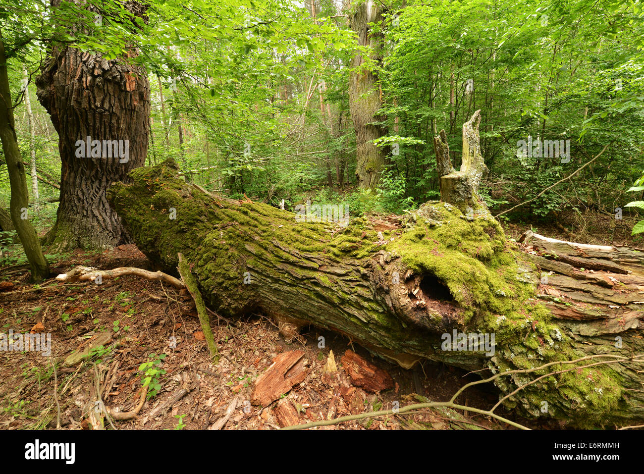400 years old broken oak tree in virgin forest Stock Photo - Alamy