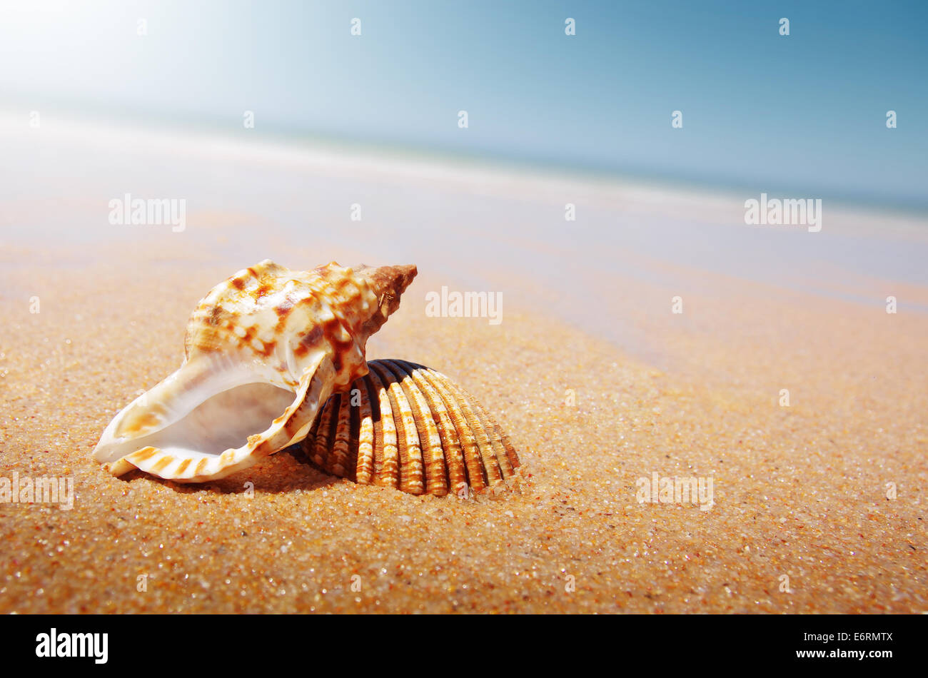 A sea shell and a conch laying in the golden sand of a beach Stock ...