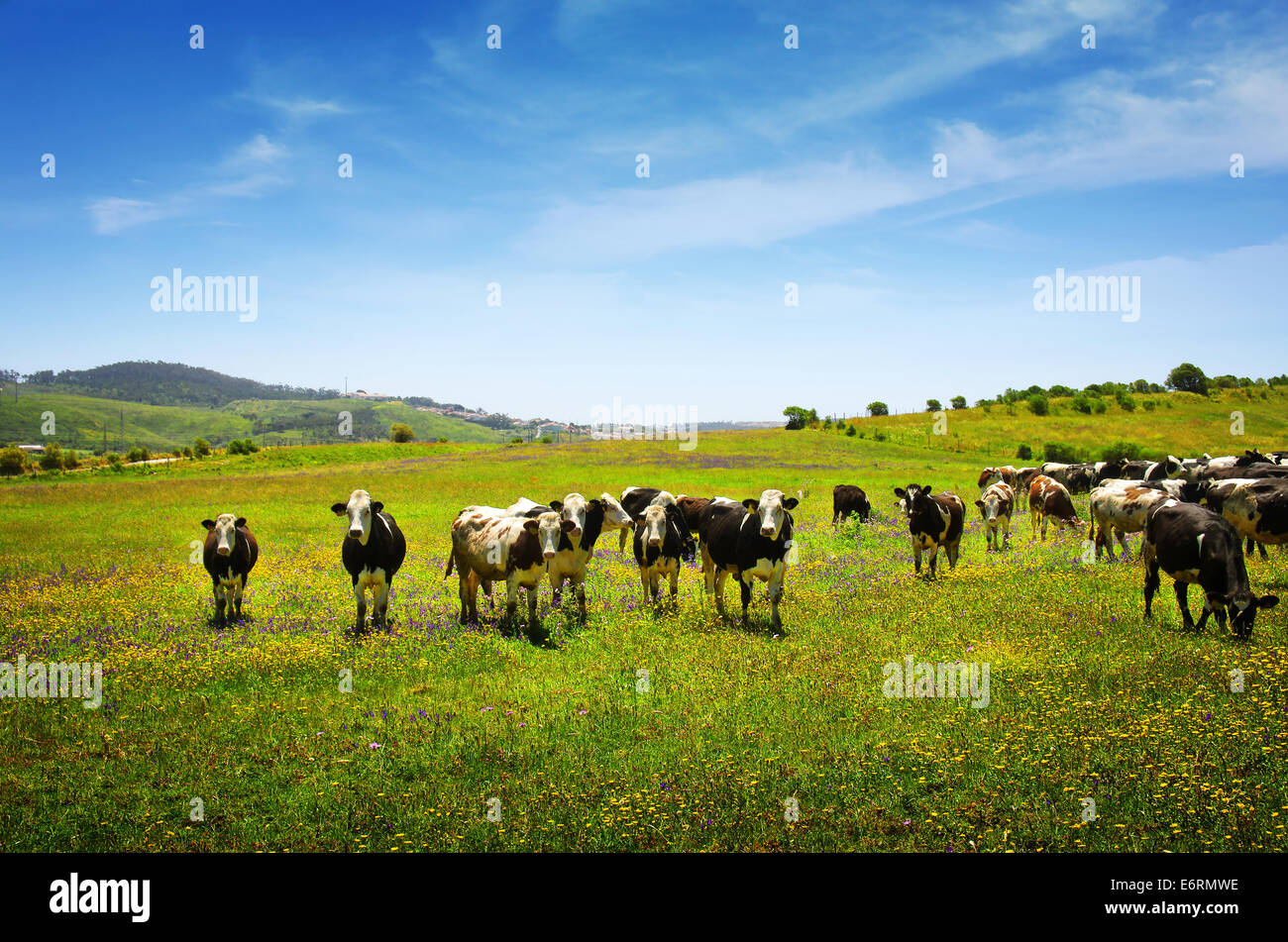 Rural landscape with cows hi-res stock photography and images - Alamy