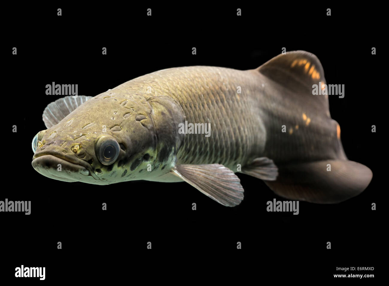 Arapaima arapaima gigas scale hi-res stock photography and images - Alamy