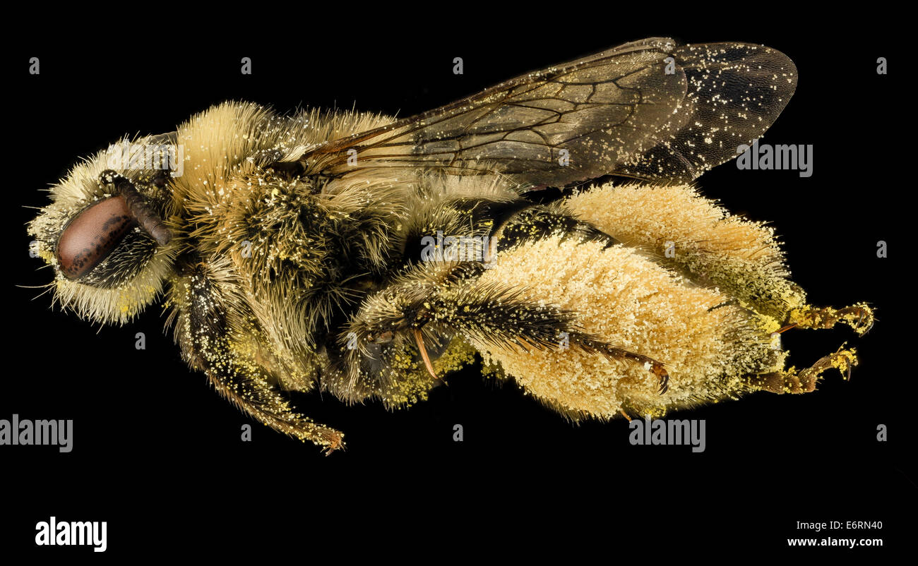 This image shows a female Melissodes druriella, a long-horned bee, from ...