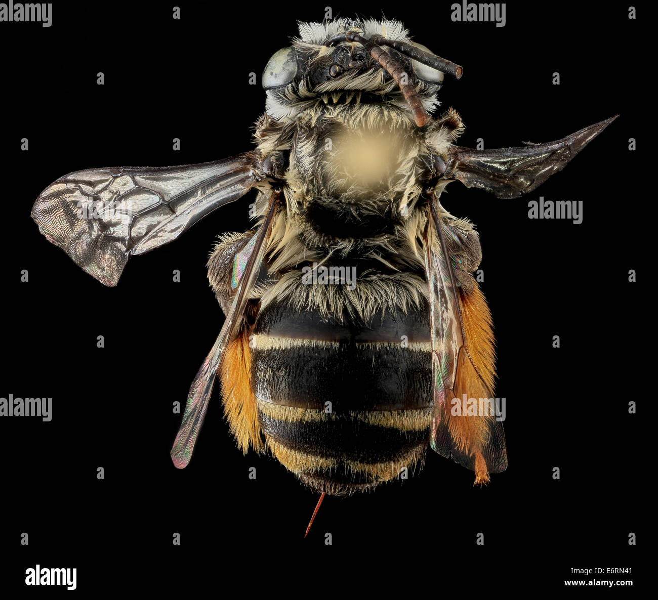 Melissodes trifasciata hi-res stock photography and images - Alamy
