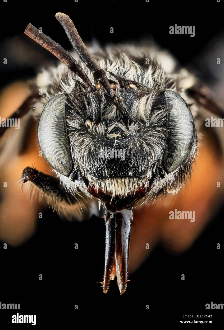 Melissodes trifasciata hi-res stock photography and images - Alamy