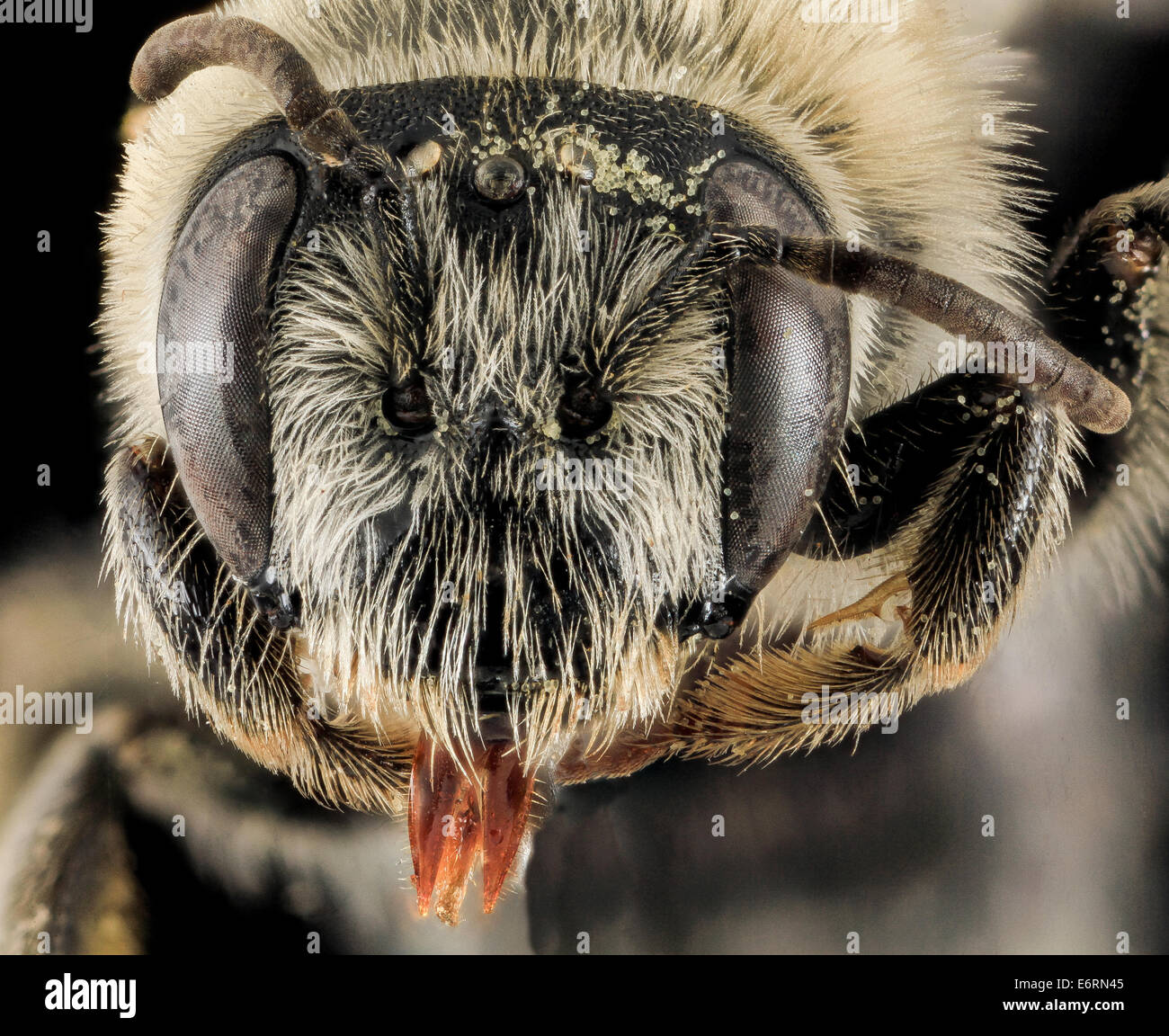 Melitta americana hi-res stock photography and images - Alamy