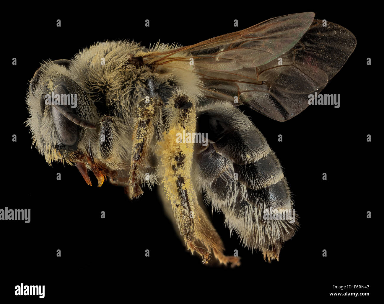 Melitta americana, a cranberry specialist bee, photographed in Moore ...