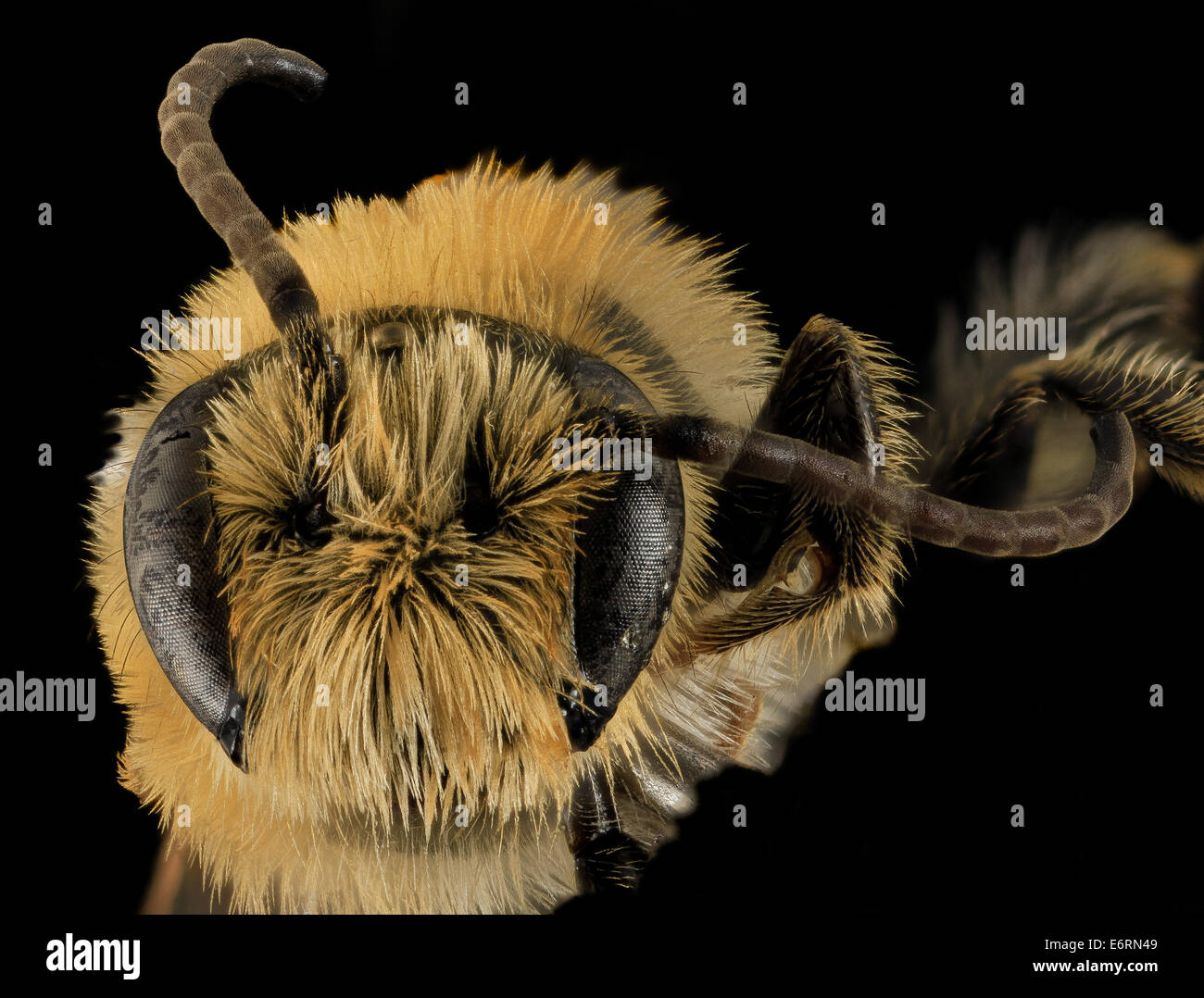 This image shows a male Melitta americana bee, a specialist in ...