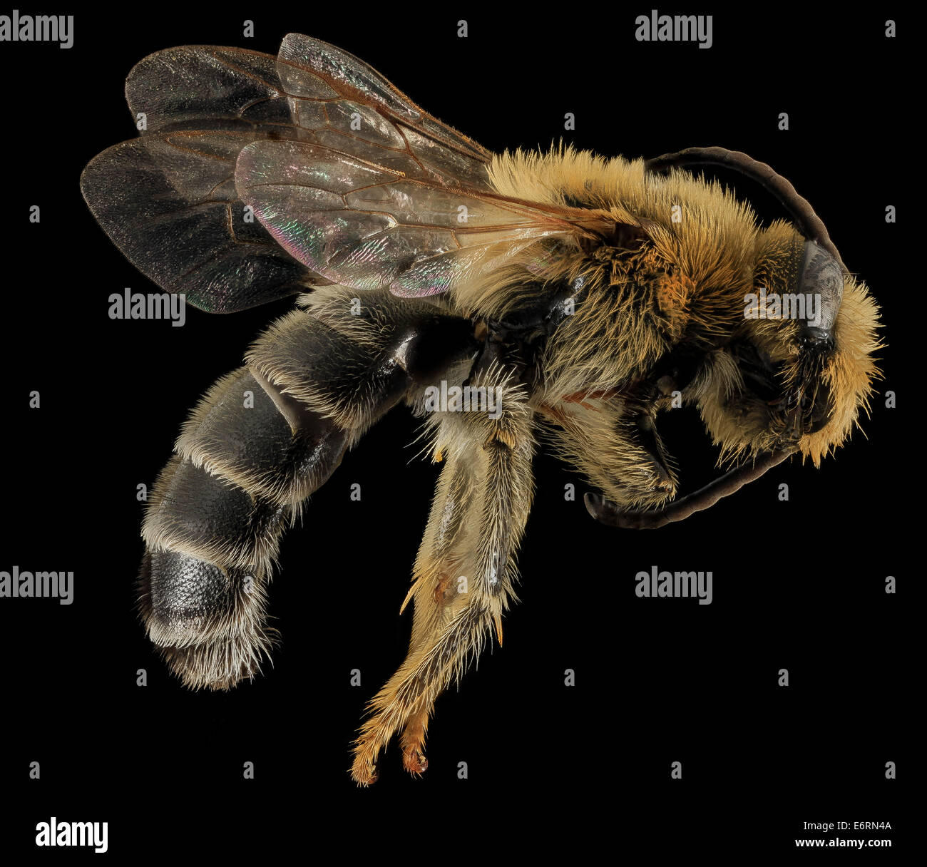A side view of Melitta americana, a cranberry specialist bee ...
