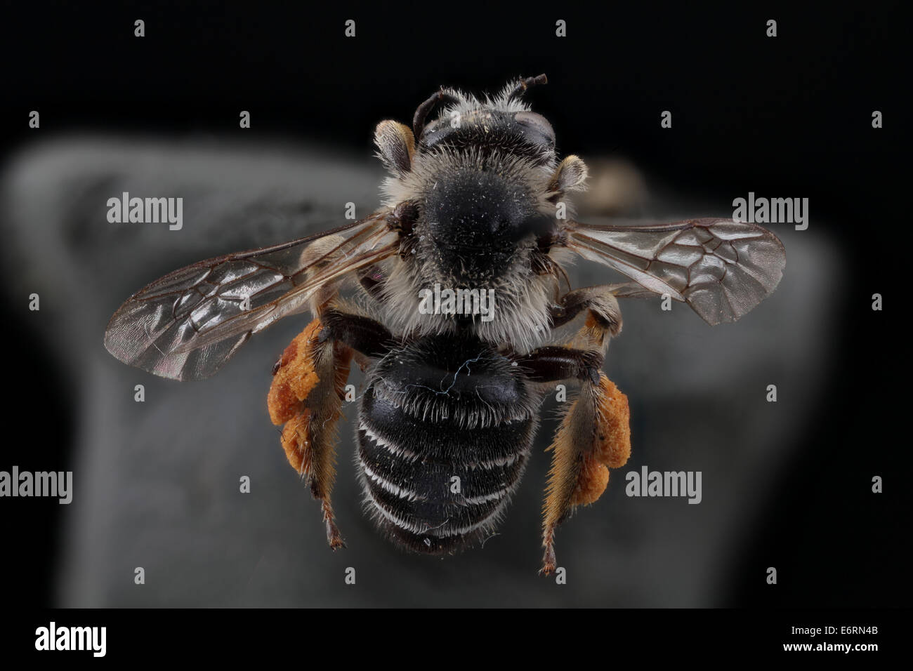 A close-up image of a *Melitta melittoides* female bee from Maryland ...