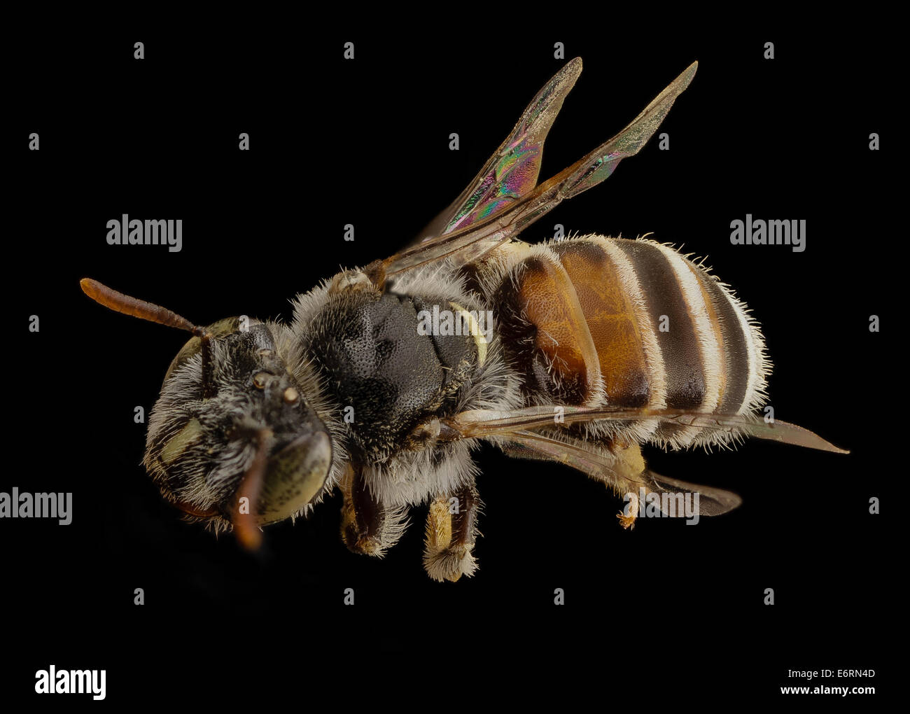 This image features a female Meliturgula haematospila, a species of ...