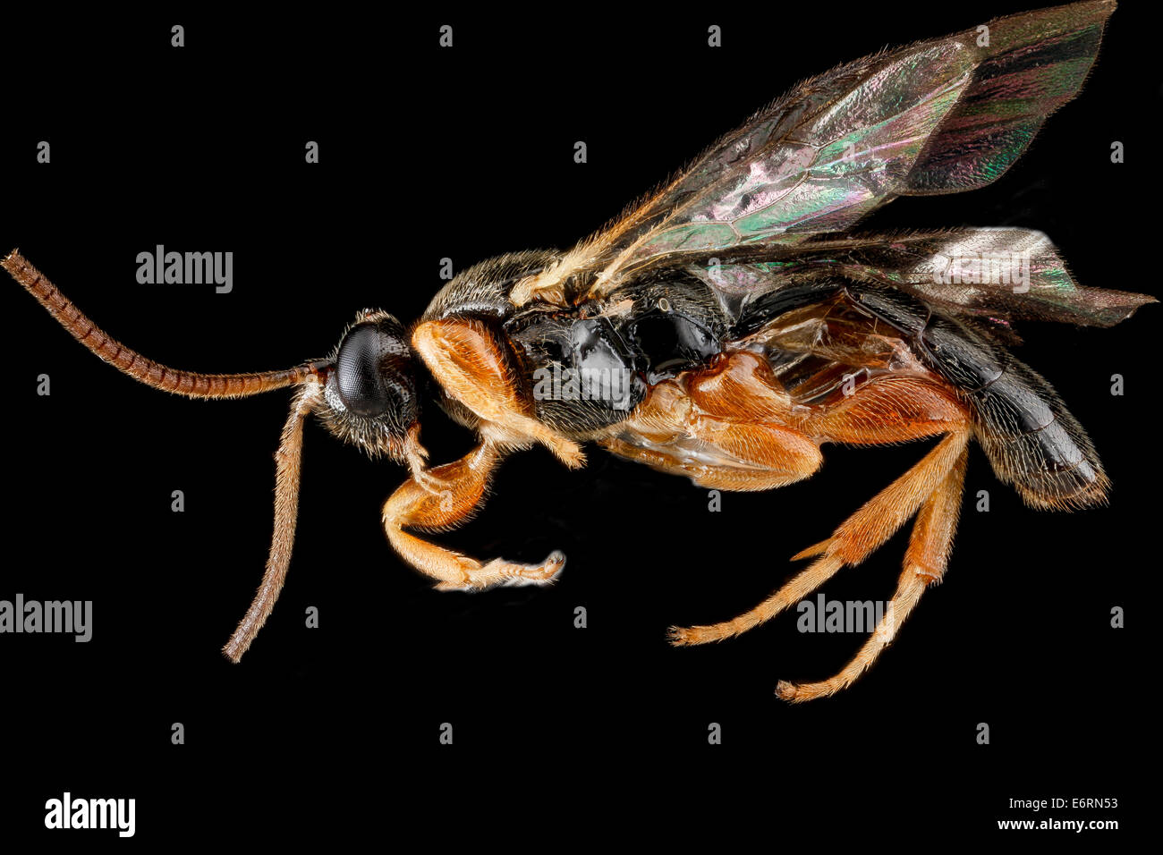 Parasitic wasp species hi-res stock photography and images - Alamy