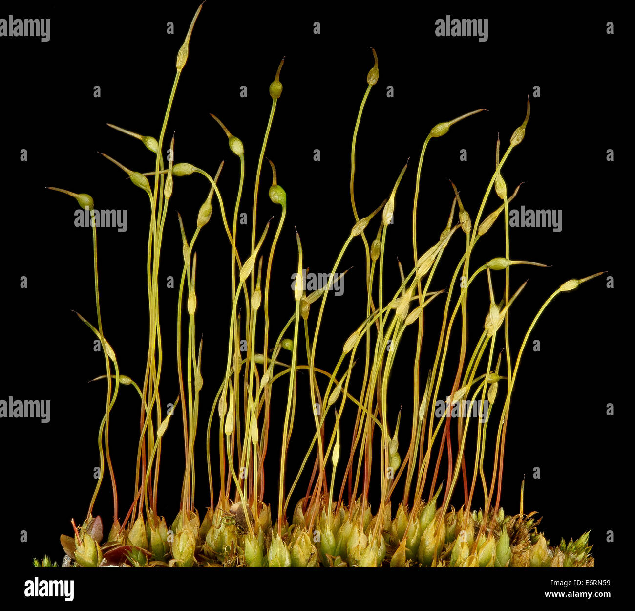 Funaria species hi-res stock photography and images - Alamy