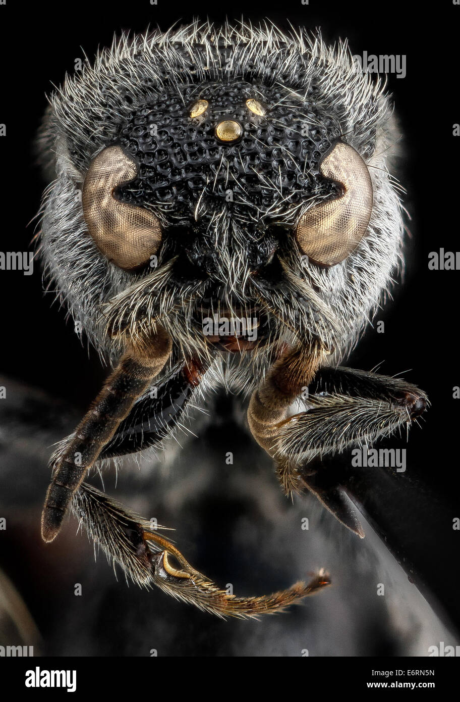 This close-up image shows a male velvet ant (*Mutillid*), a species of ...