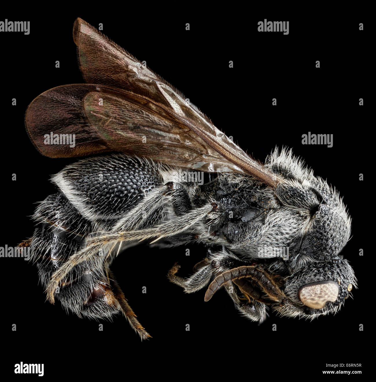 Velvet Ants High Resolution Stock Photography and Images - Alamy