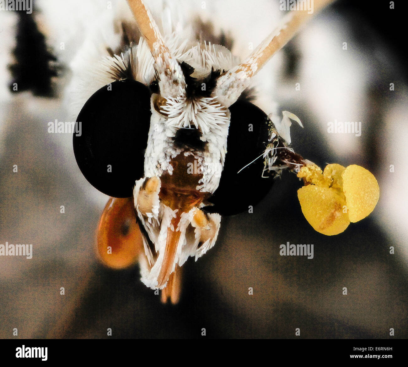 A moth in Maryland is photographed with an unusual growth near its eye ...