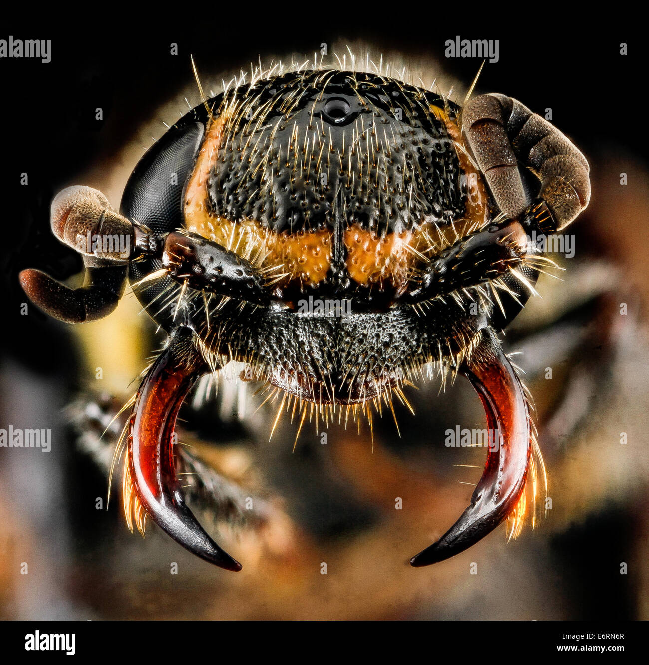 A close-up of a *Myzinum maculatum* female wasp from Chino Farms in Queen Anne County, Maryland ...