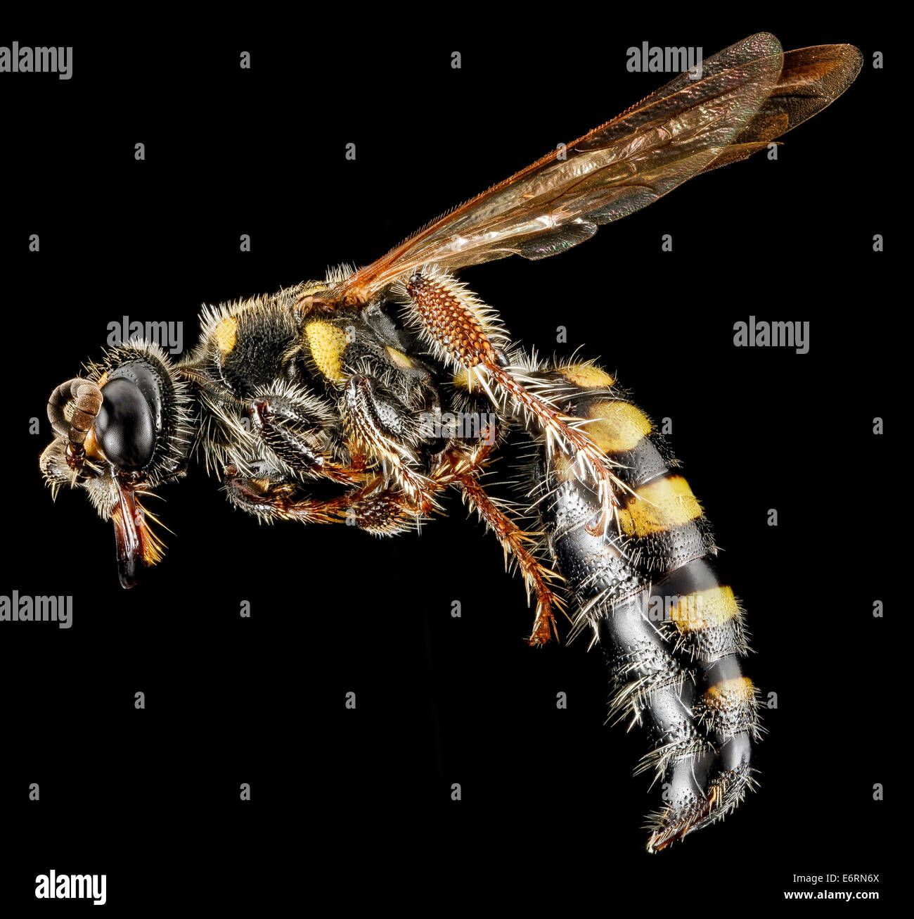 The image shows a female Myzinum maculatum, a species of Tiphiid wasp ...