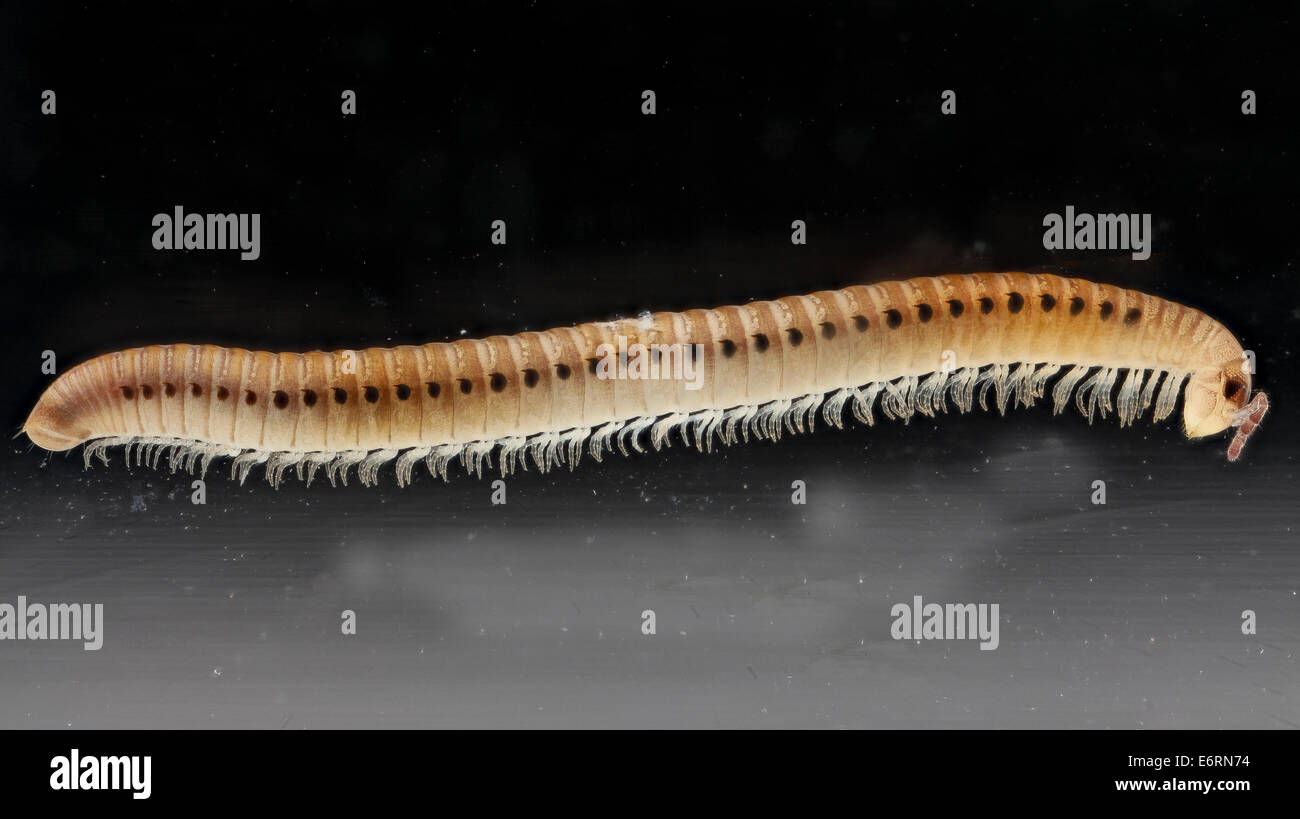 Nemasomatidae, a family of millipedes, photographed in Beltsville ...