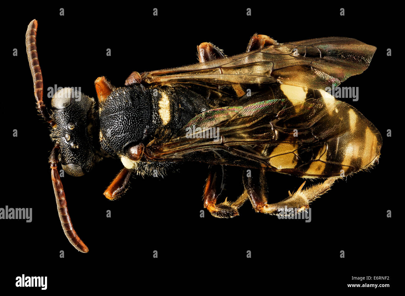 Nomada aquilarium hi-res stock photography and images - Alamy