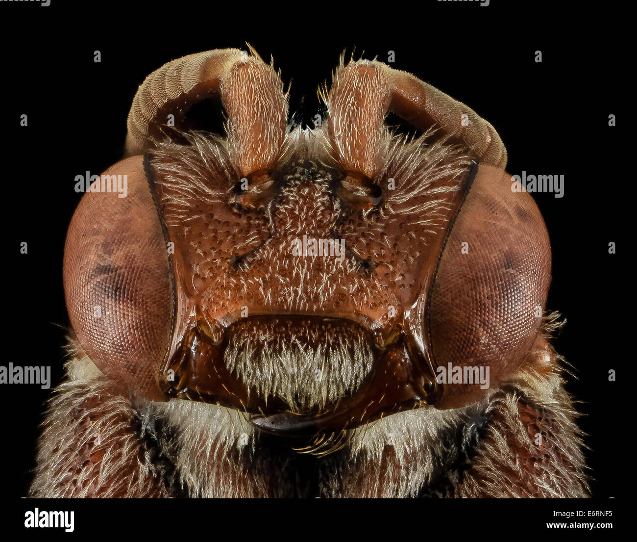 Nomada australis, F, Face, NY, Kings County 2014-05-07-182635 ZS PMax ...