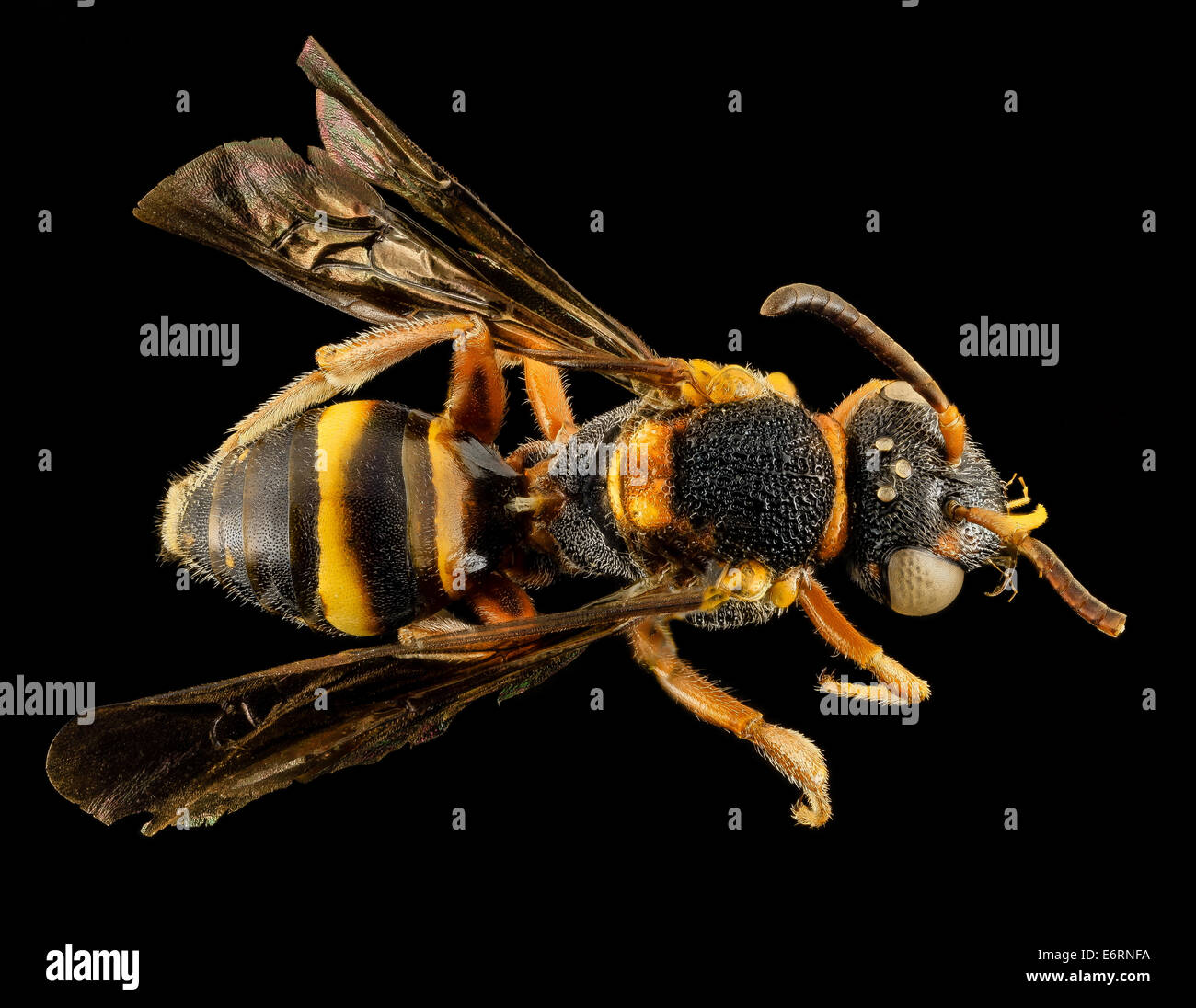 Nomada fervida, a cuckoo bee species, was photographed in St. Johns ...
