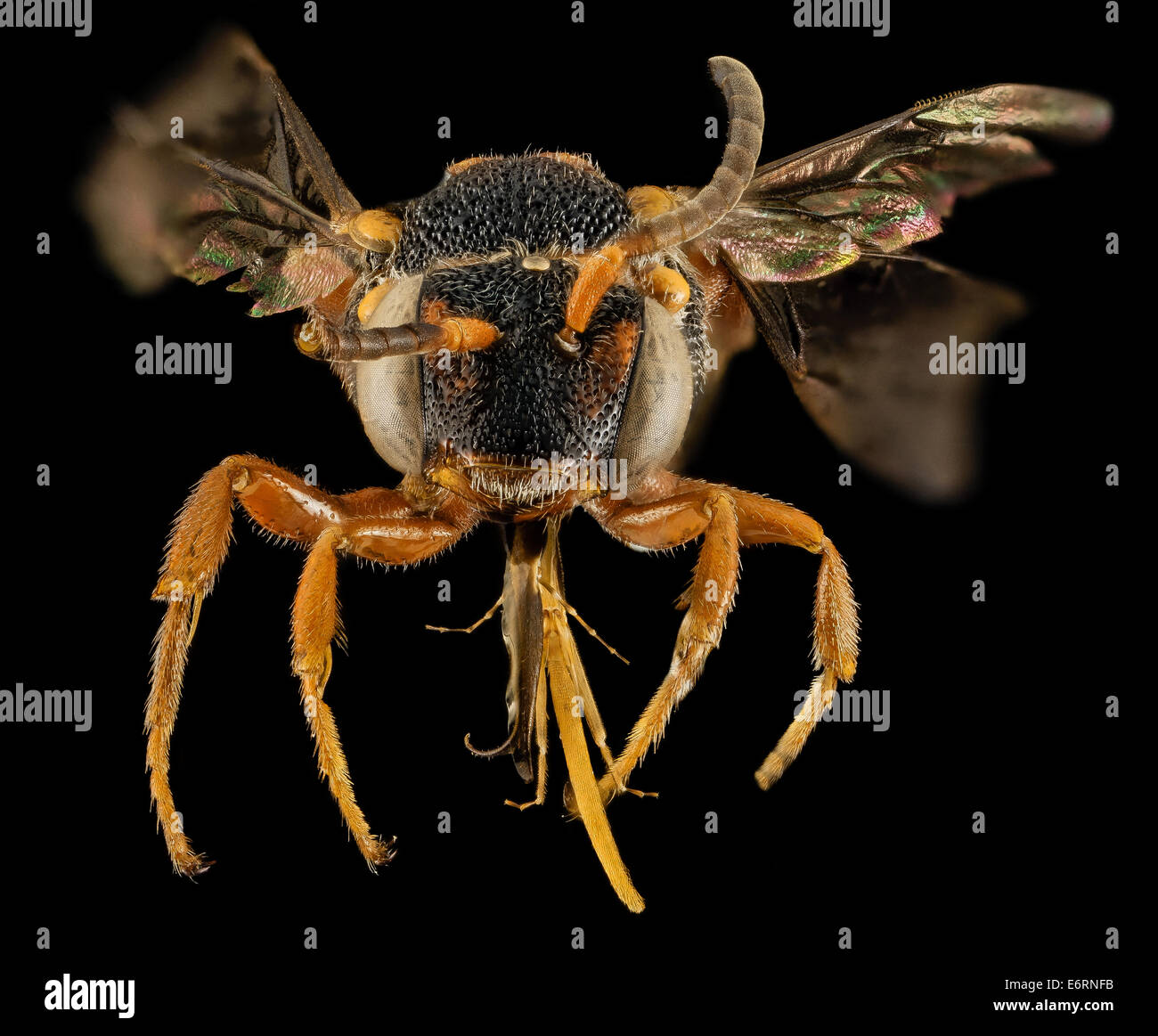 Nomada fervida, F, Face, St Johns County, FL 2014-01-29-121133 ZS PMax ...