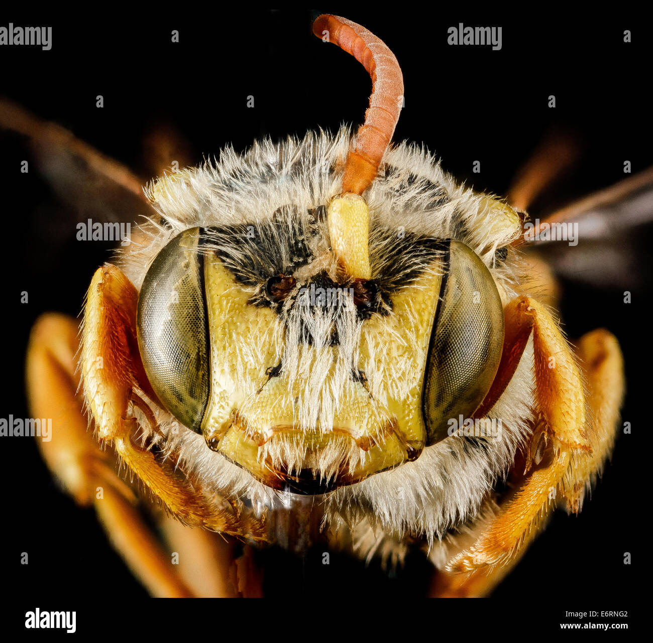 Nomada superba, M, face, West Virginia, Pleasants County 2013-03-12 ...