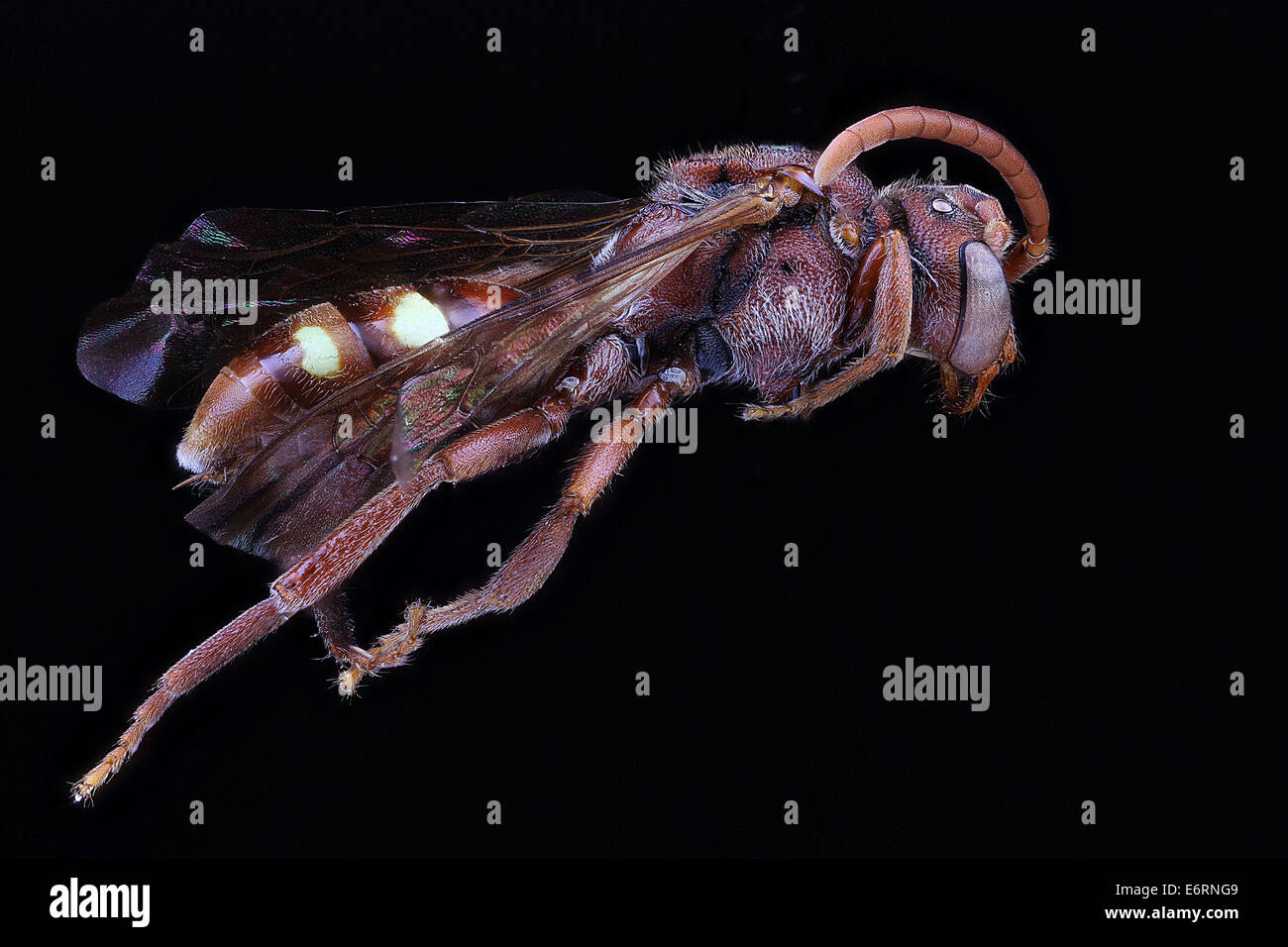 A female *Nomada* bee, shown in profile, emphasizing its important role ...