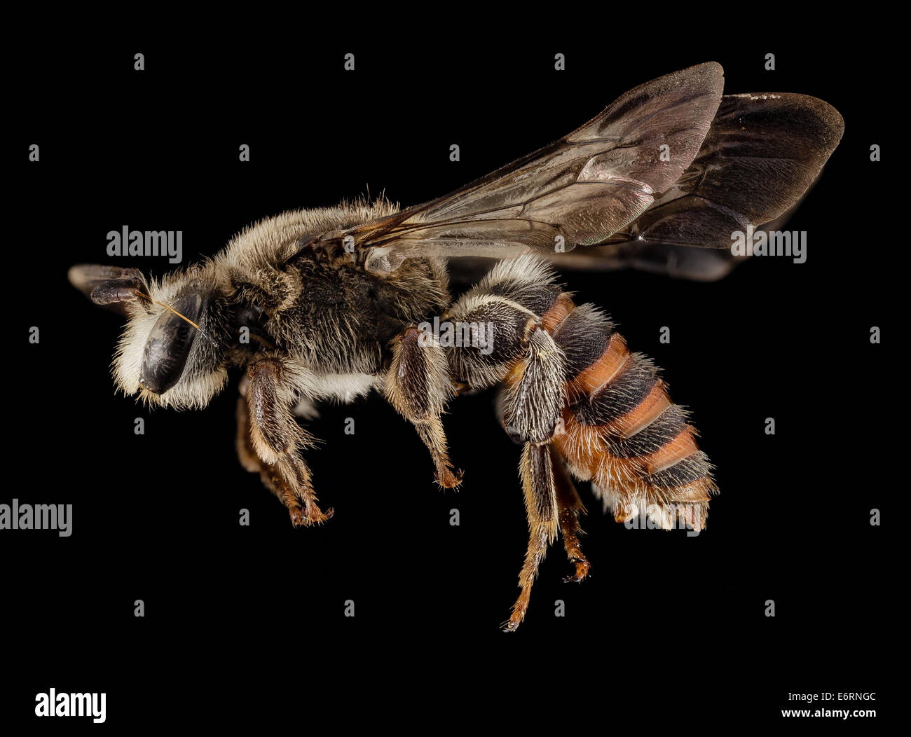 Insects distinct anatomical features hi-res stock photography and ...