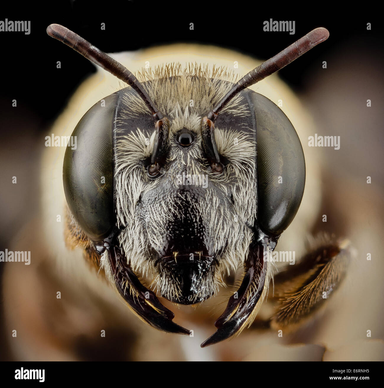 Notoxaea ferruginae, a rare bee species from Paraguay, was photographed ...